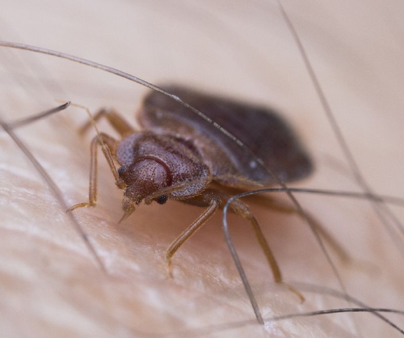 Effect Ultimum PRO – for rapid kill of the target insects - Ratimor ...