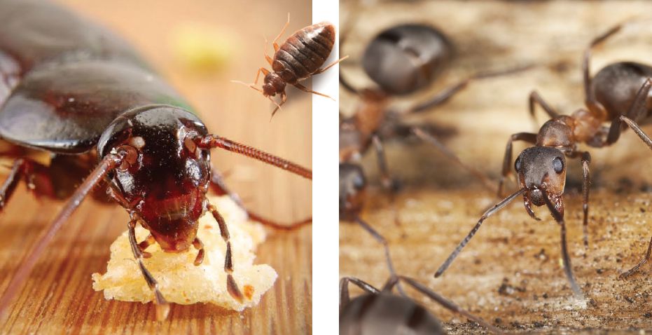 Effect Microtech CS PRO - Microencapsulated Insecticide against ...